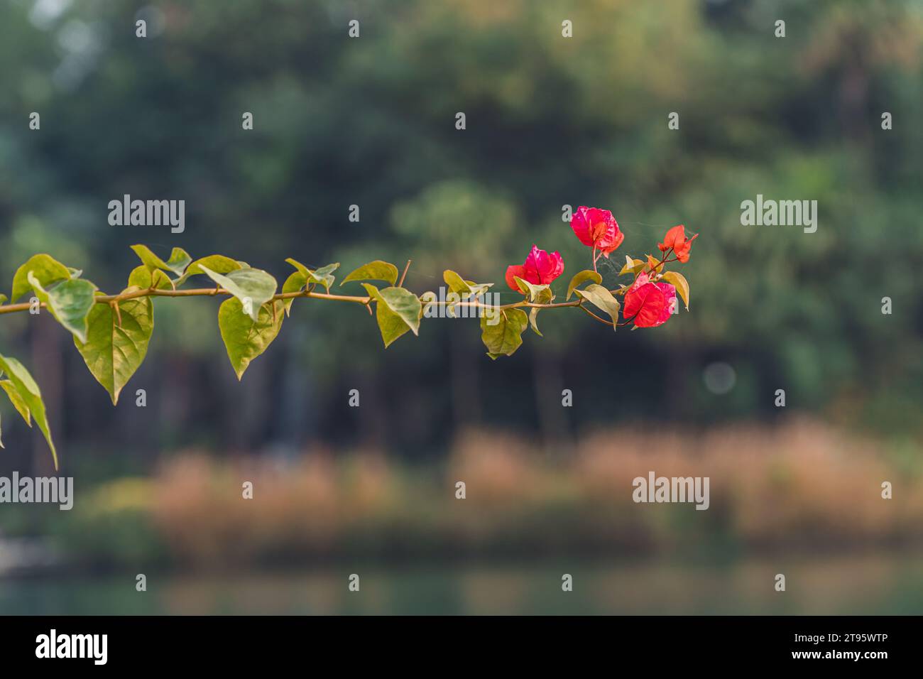 Red flowers photographed with a large aperture Stock Photo - Alamy