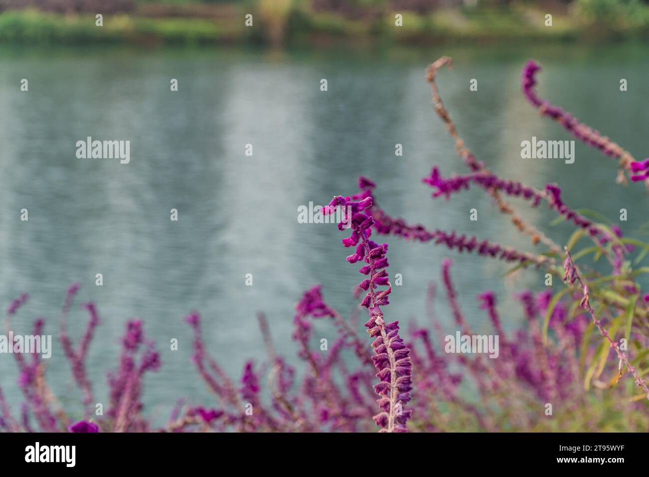Purple flowers by the lake Stock Photo - Alamy