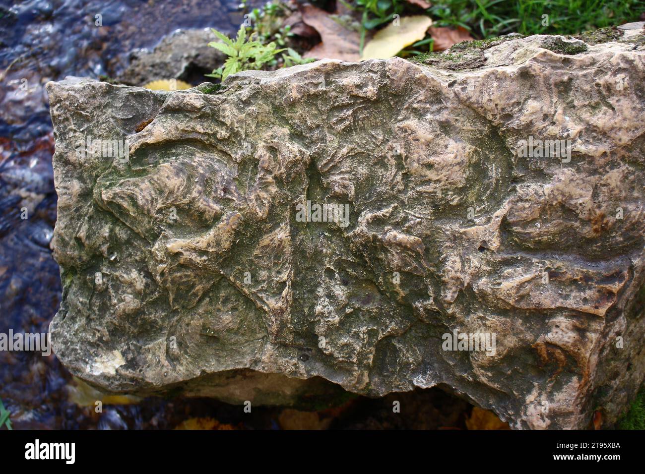 Block of limestone rock with traces of Zoophycus ichnofossils Stock ...