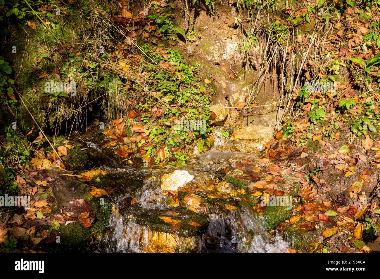 Clean and cold spring water bursts out of the ground to the surface ...
