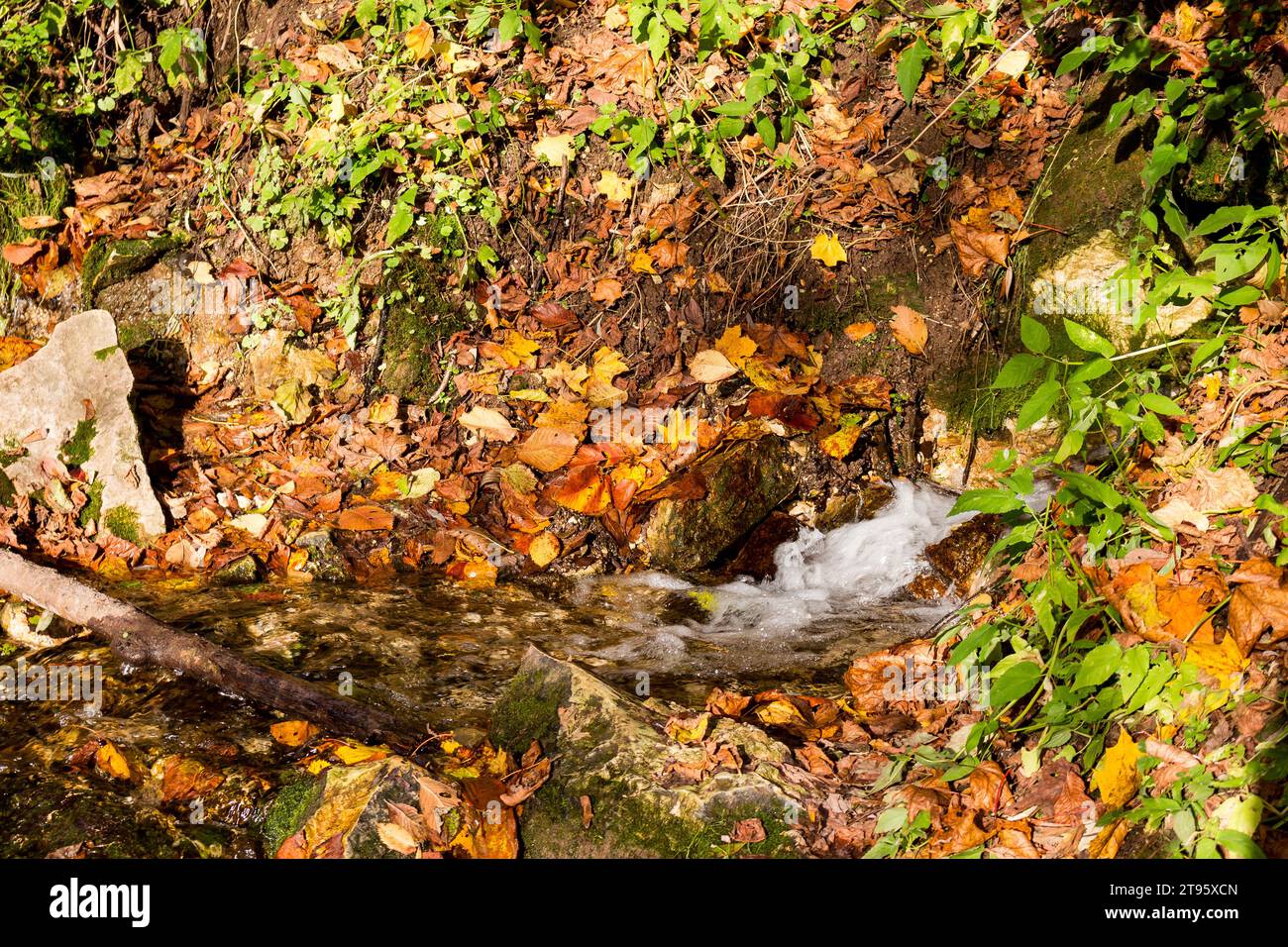 Clean and cold spring water bursts out of the ground to the surface ...