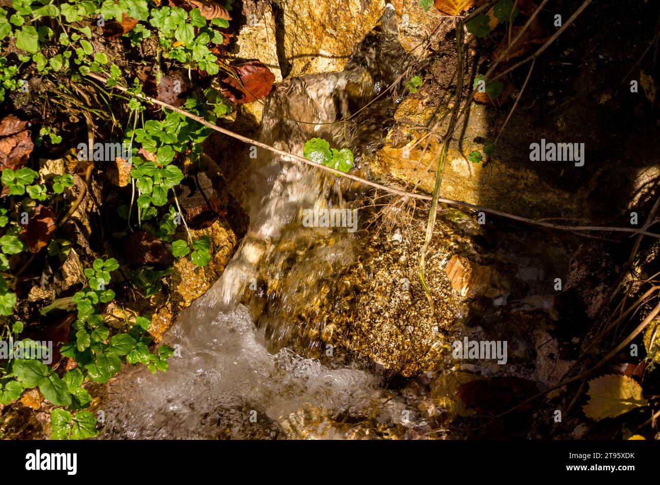 Clean and cold spring water bursts out of the ground to the surface ...