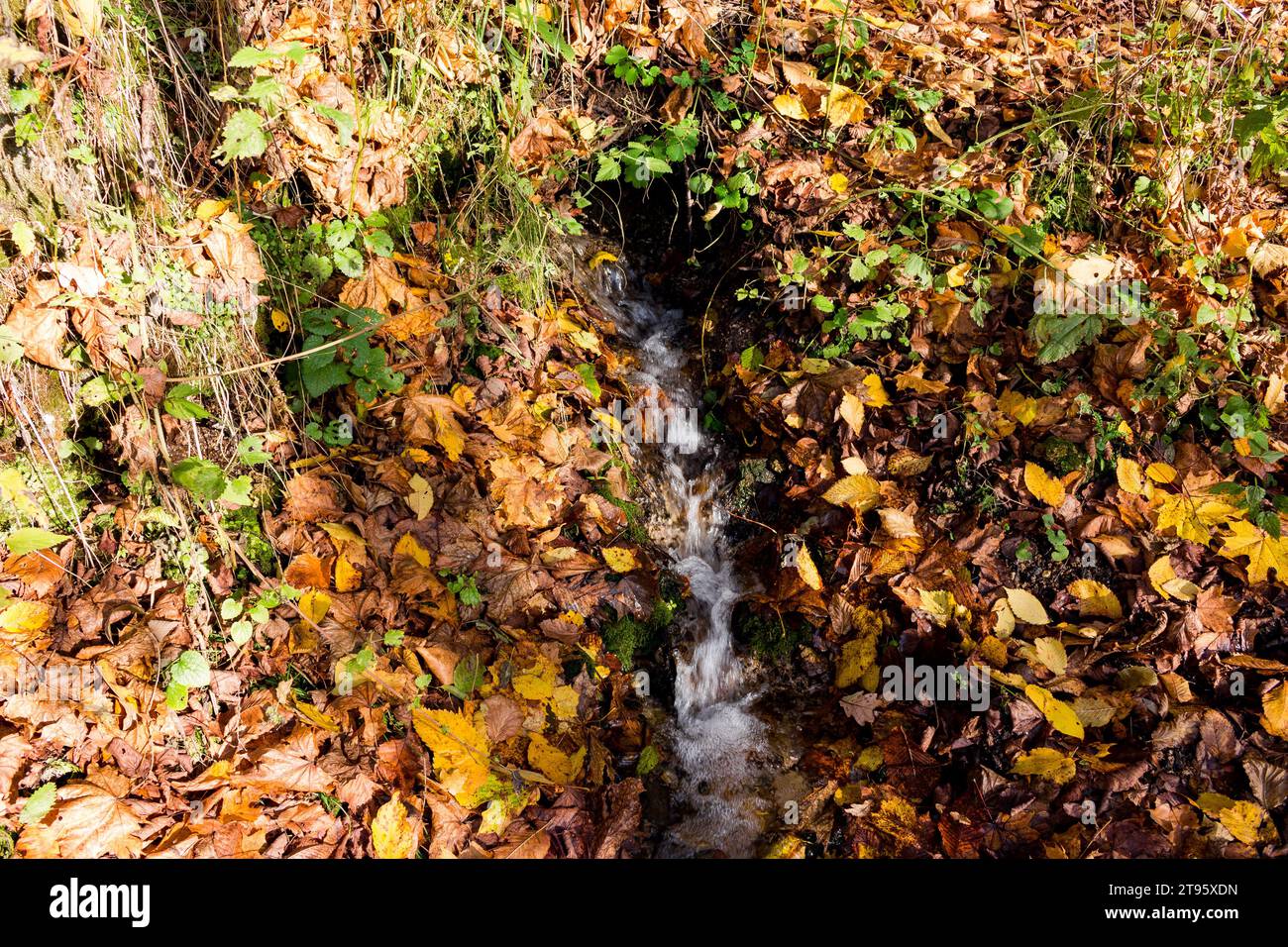 Gushing spring hi-res stock photography and images - Alamy