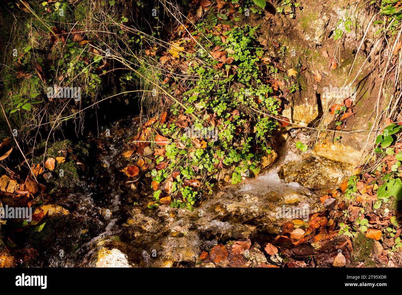 Clean and cold spring water bursts out of the ground to the surface ...