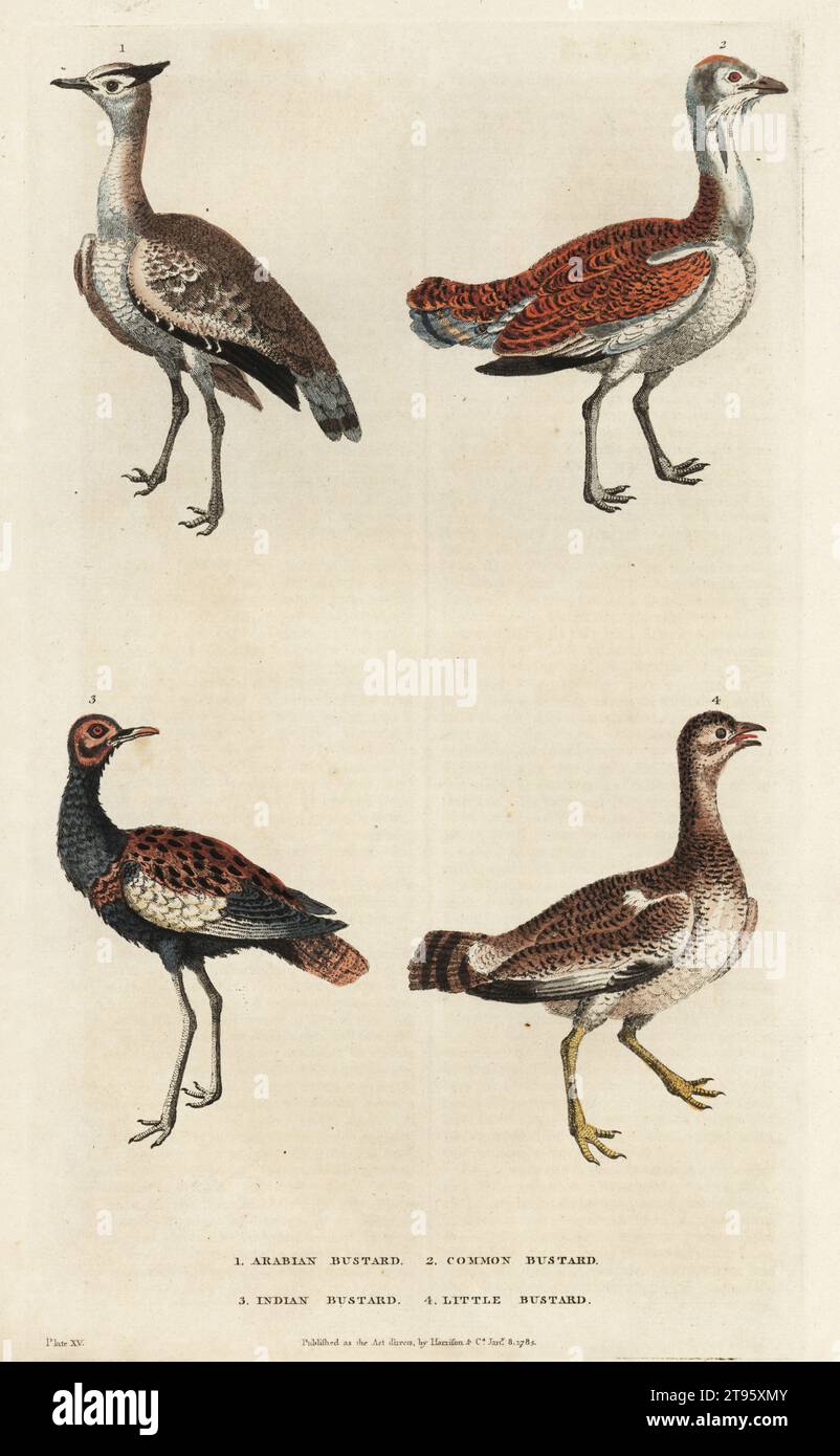 Arabian bustard, Ardeotis arabs 1, common bustard, Otis tarda 2 ...
