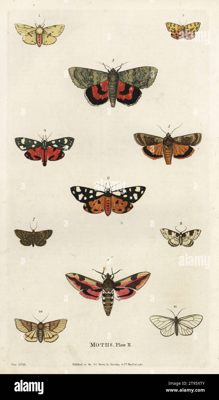 Cream spotted tiger hi-res stock photography and images - Alamy