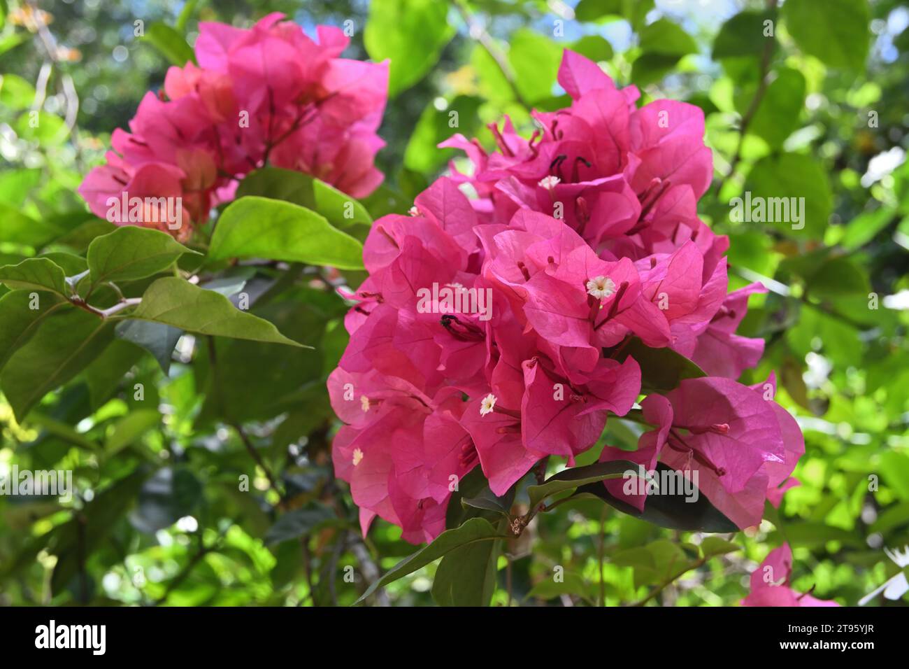 Beautiful flower cluster of a pink colored bougainvillea (Bougainvillea ...