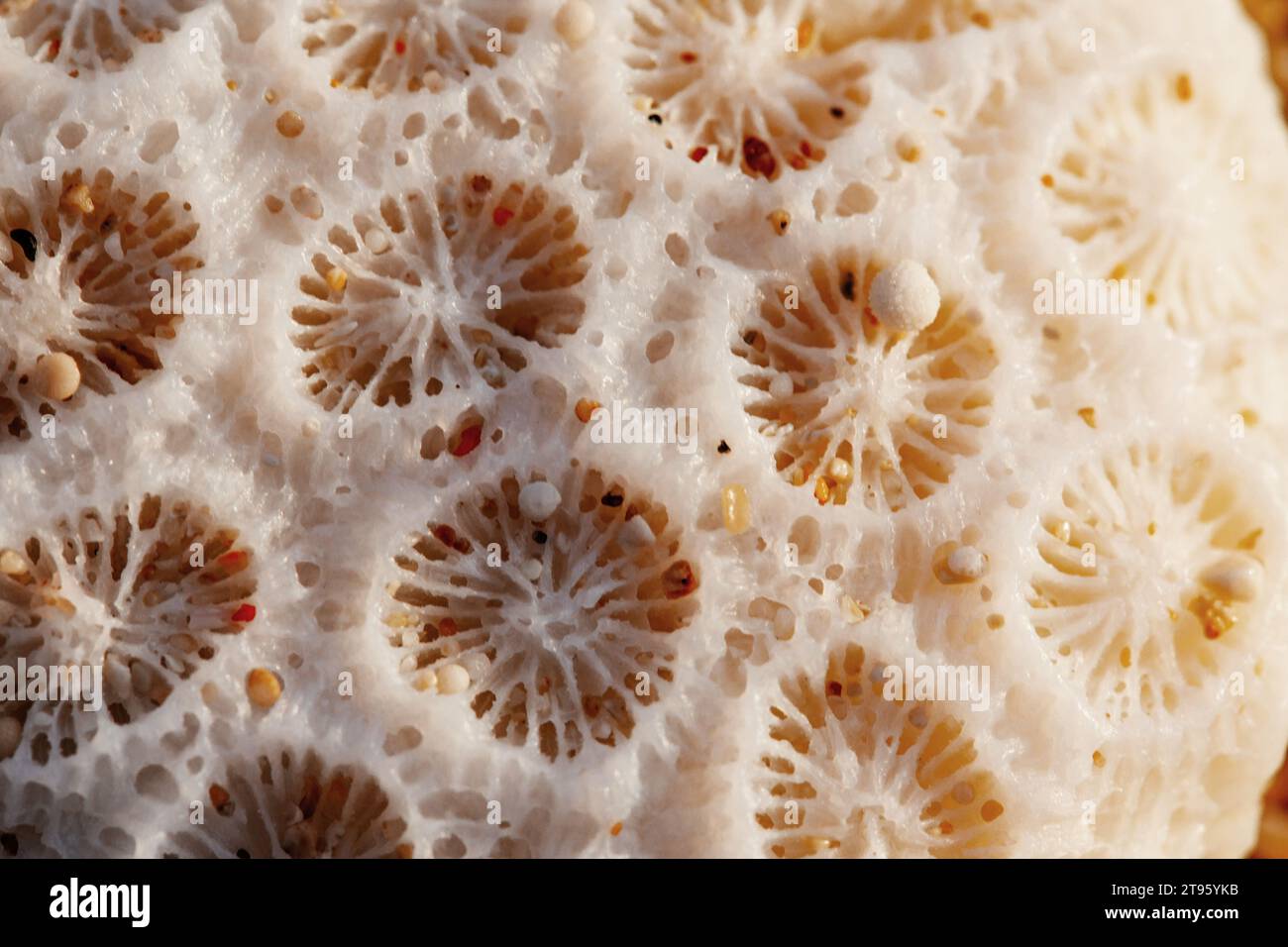 Shell fish plant hi-res stock photography and images - Alamy