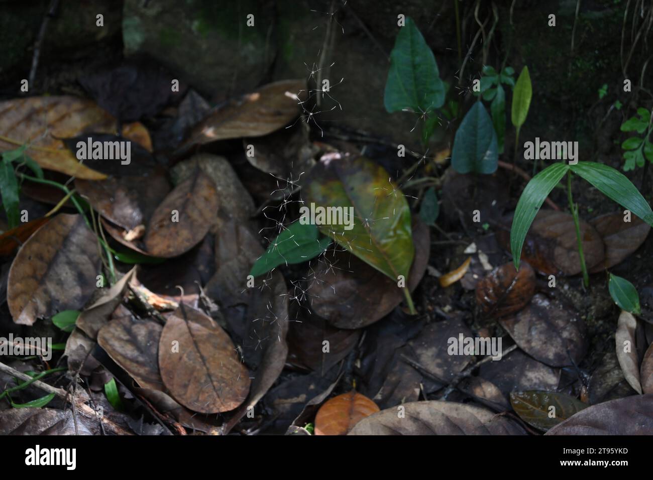Crane fly variety hi-res stock photography and images - Alamy