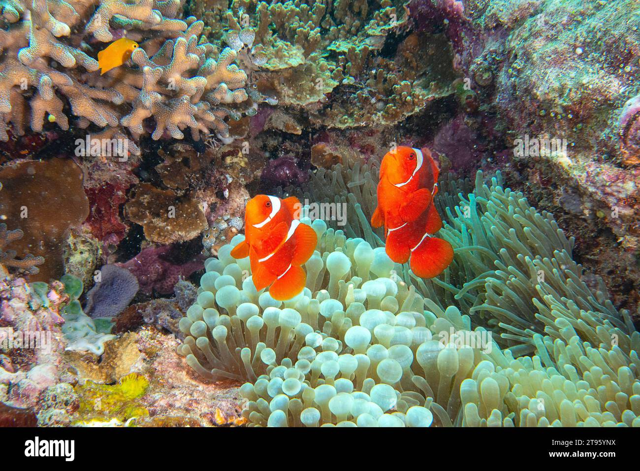 Clownfish in tank two hi-res stock photography and images - Alamy