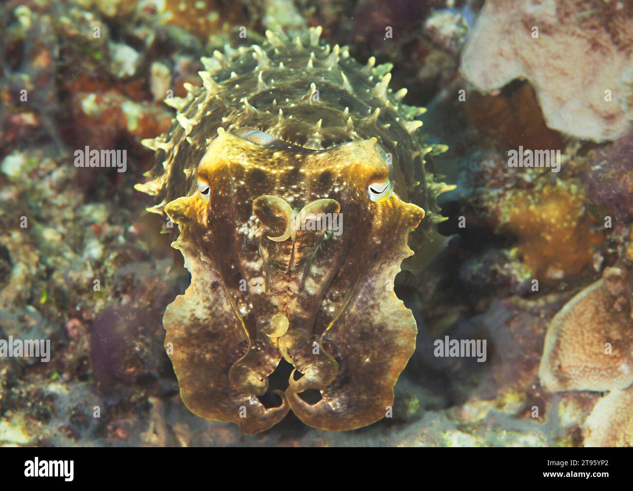 Cuttlefish face to face over corals of Bali; looks like scary faces ...