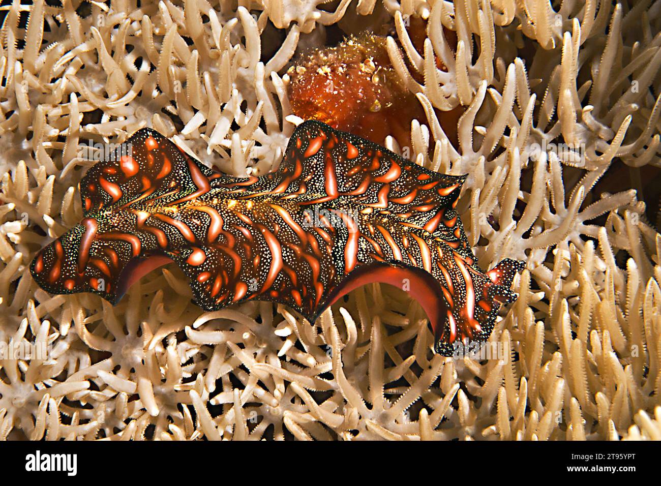 Persian Carpet Flatworm swims over corals of Bali Stock Photo - Alamy