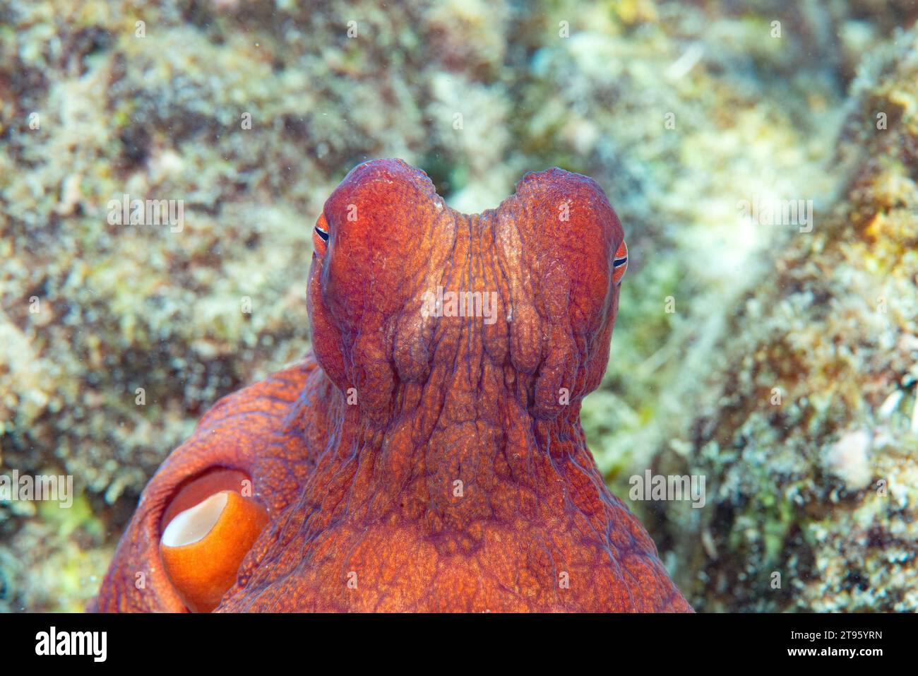 Day Octopus resting on corals of Bali Stock Photo - Alamy