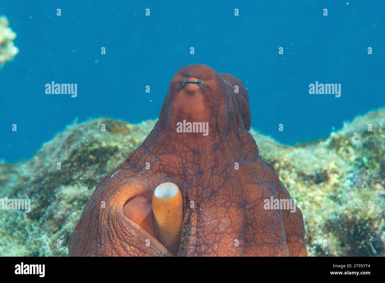 Day Octopus resting on corals of Bali Stock Photo - Alamy