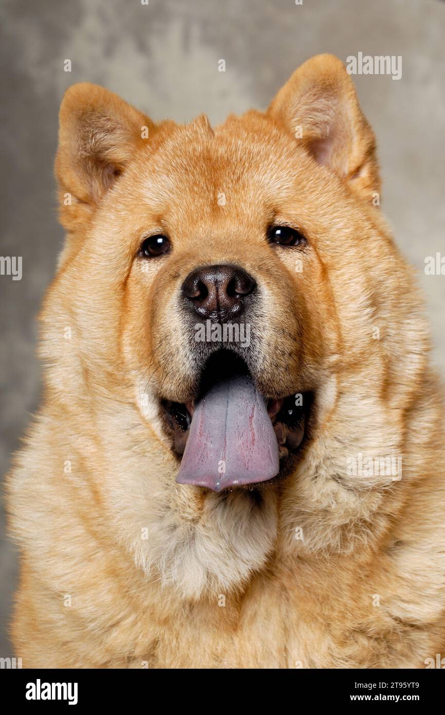 Chow face hi-res stock photography and images - Alamy