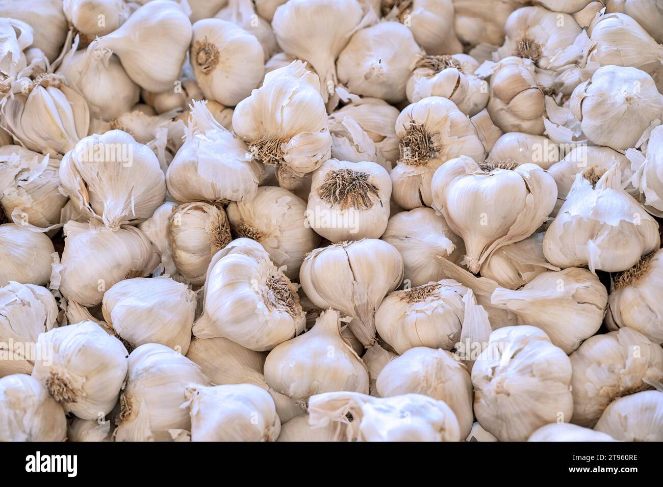 White garlic pile texture. Fresh garlic on market table closeup photo ...