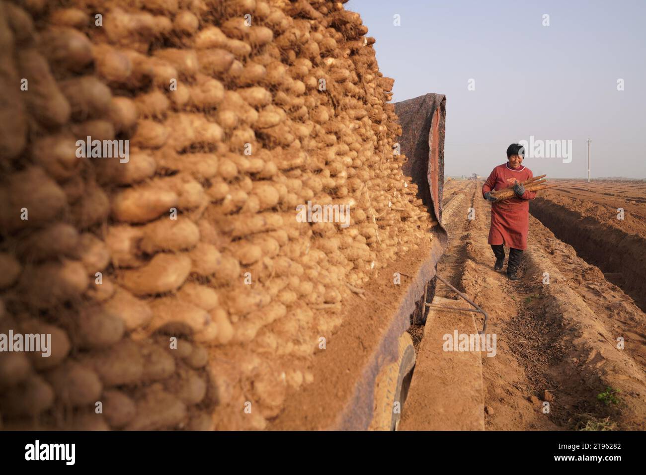 Beijing, China's Hebei Province. 22nd Nov, 2023. A farmer collects ...