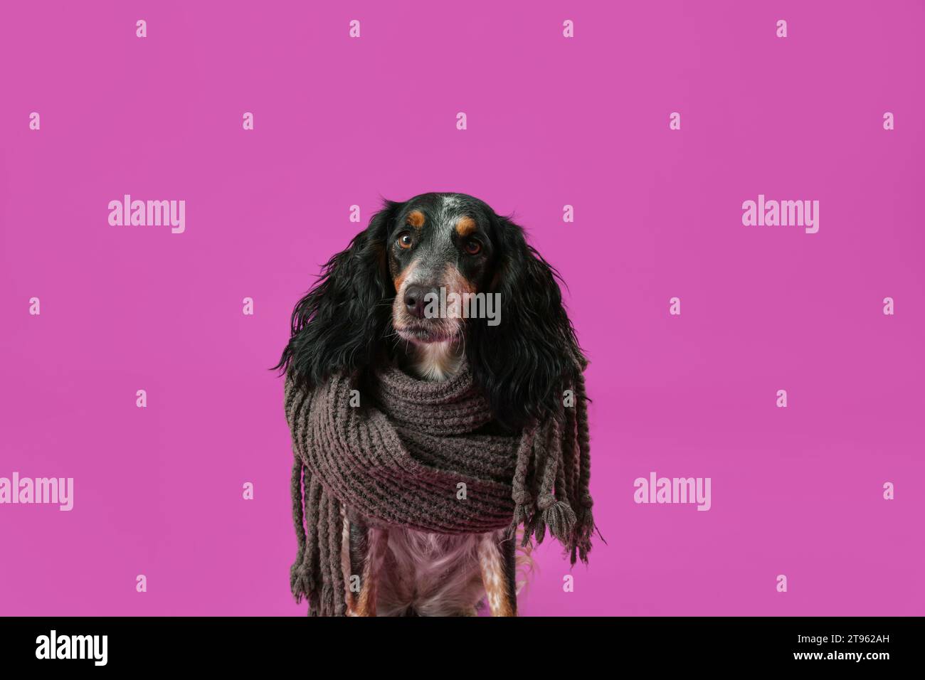 Cute cocker spaniel with warm scarf on purple background Stock Photo ...