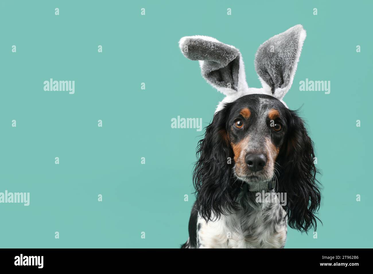 Cute cocker spaniel in bunny ears on green background, closeup Stock ...
