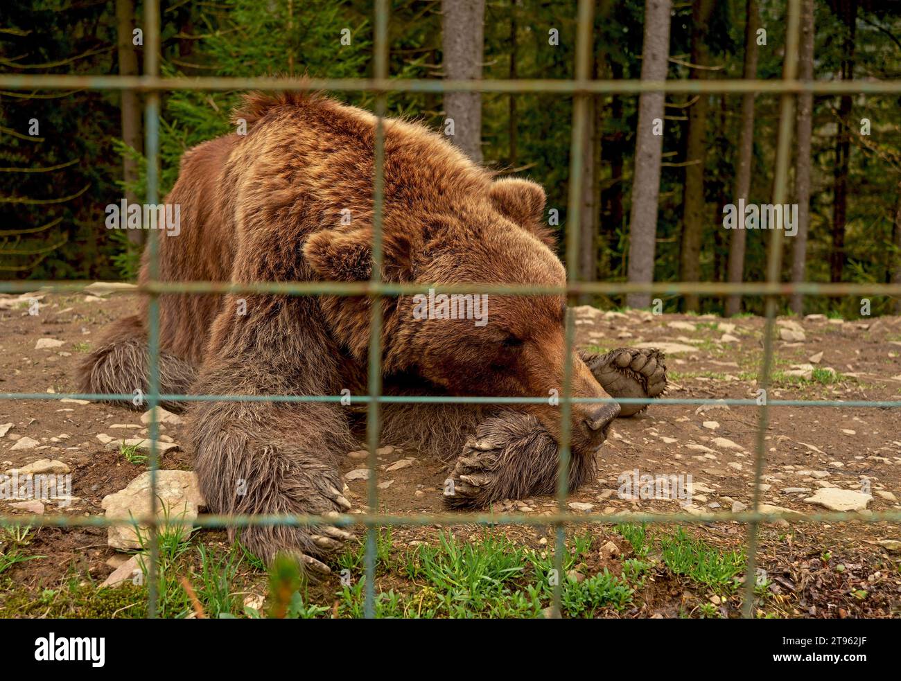 Sad bear in an animal cage at the zoo. Brown bears in the Carpathians. Ukraine. Bear in ...