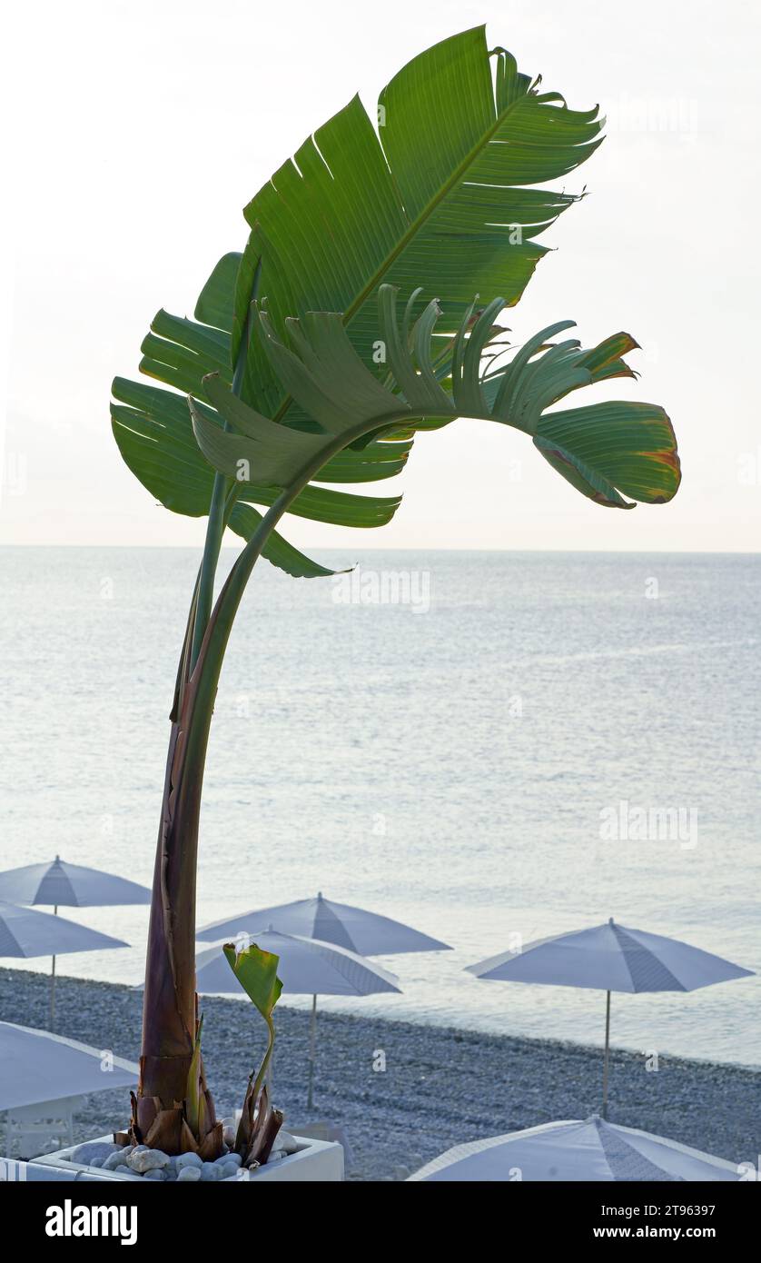 Sea. Beach. Banana palms. The picture symbolizes relaxation by the sea ...
