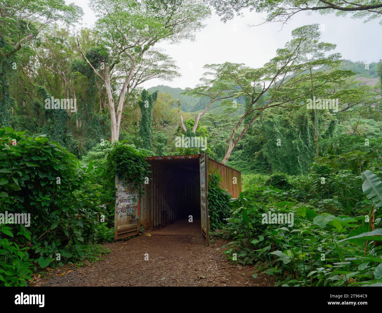The Manoa Falls Trail on the island of Oahu, Hawaii Stock Photo - Alamy