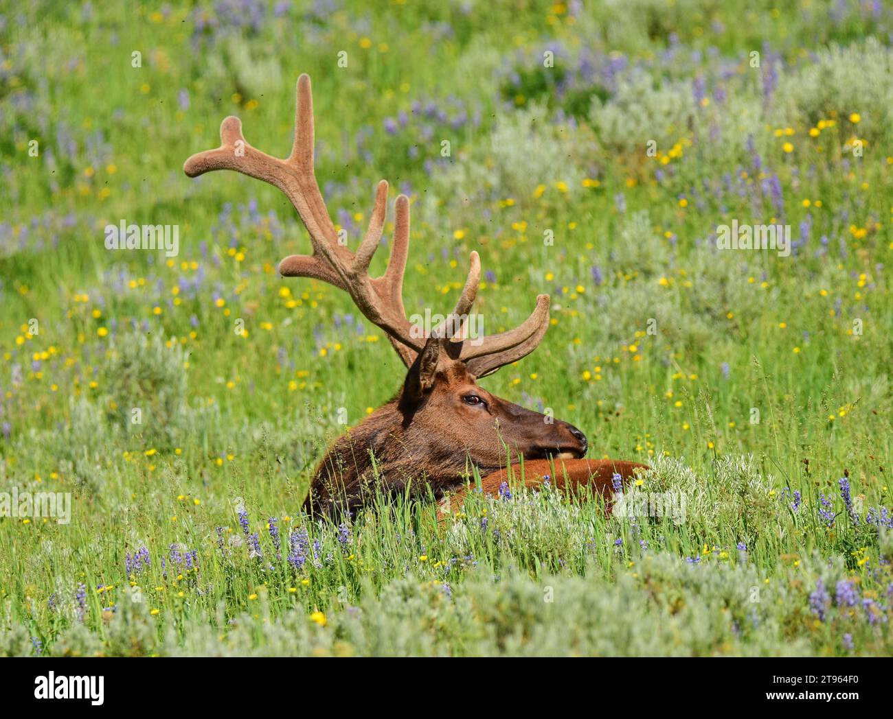 bull elk with magnificent rack, resting amongst the wildflowers in ...