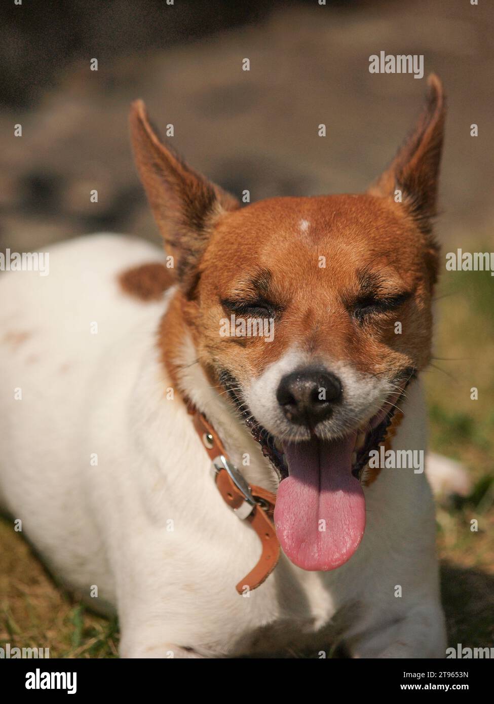 Jack Russell Terrier lies smiling in the garden in the hot sun, Danger ...
