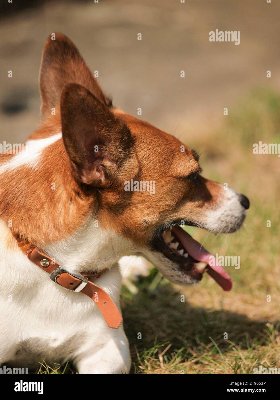 Jack Russell Terrier lies smiling in the garden in the hot sun, Danger ...