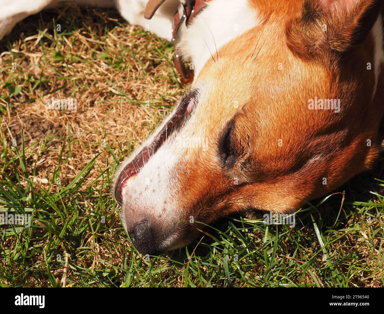 Jack Russell Terrier lies smiling in the garden in the hot sun, Danger ...
