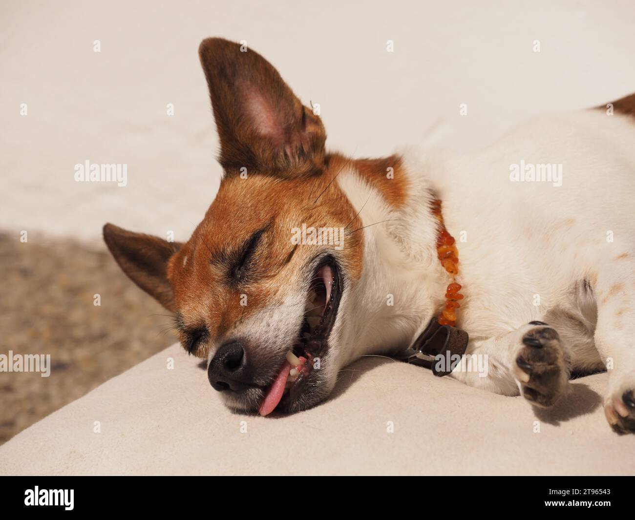 Jack Russell Terrier lies smiling on the terrace in the hot sun, Danger ...