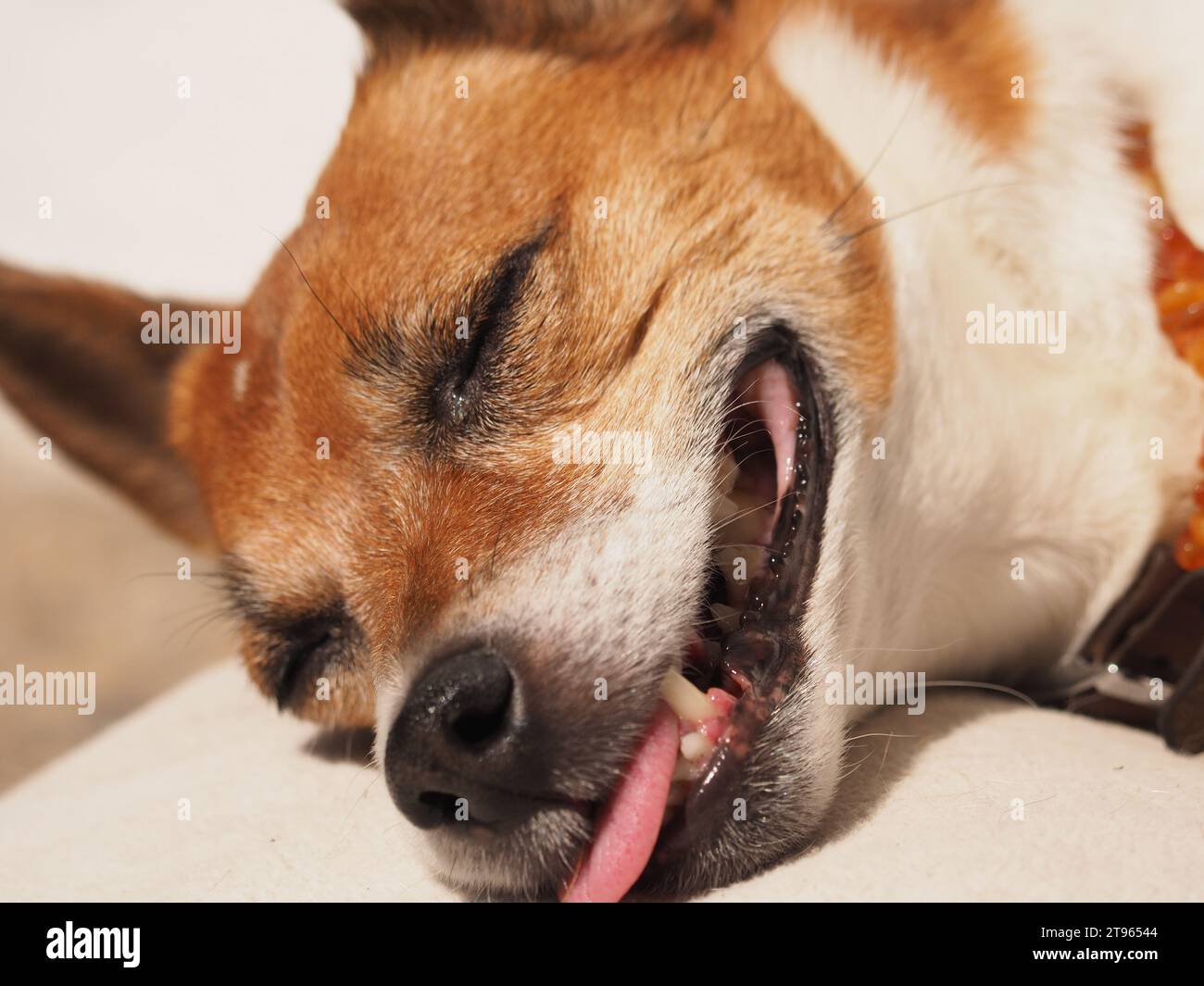 Jack Russell Terrier lies smiling on the terrace in the hot sun, Danger ...