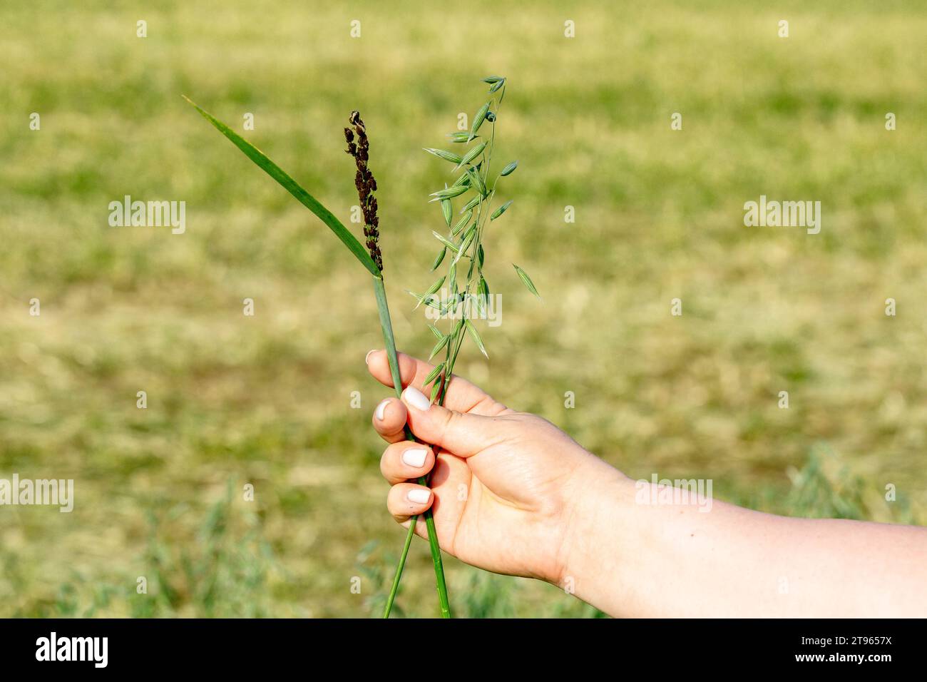 A hand holds two ears of oats. On the right side - healthy, on the left ...