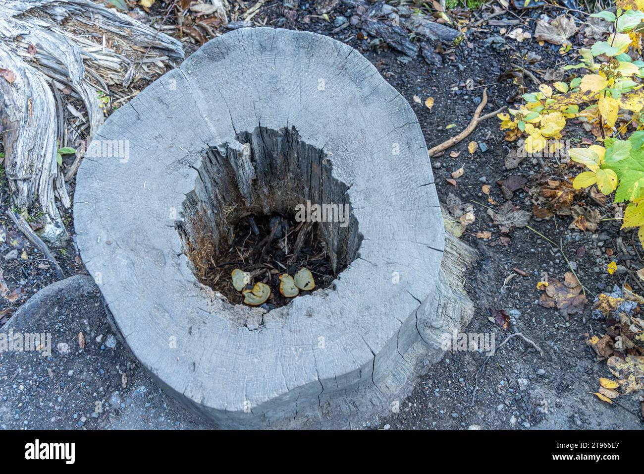 Tree stumps beside a path in the forest Stock Photo - Alamy