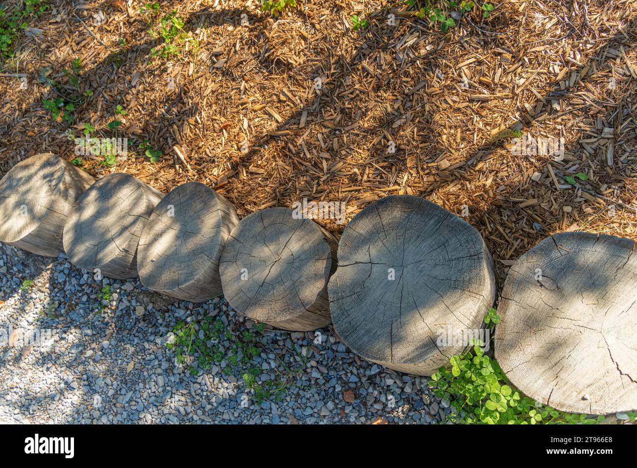 Tree stumps beside a path in the forest Stock Photo - Alamy