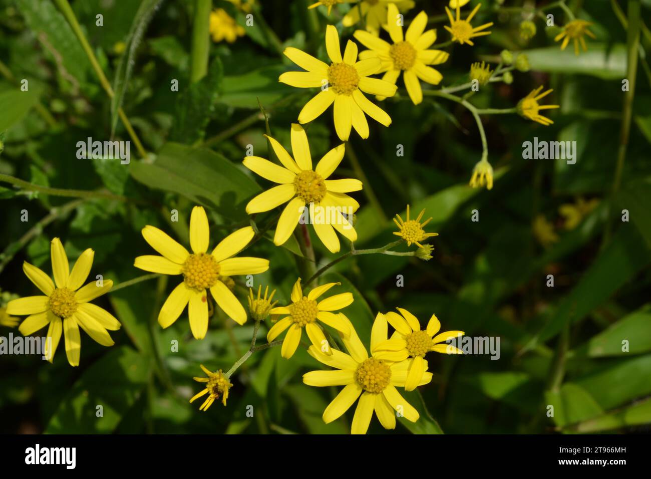 Beautiful Flowers of Kaas Platue, Satara, India Stock Photo - Alamy