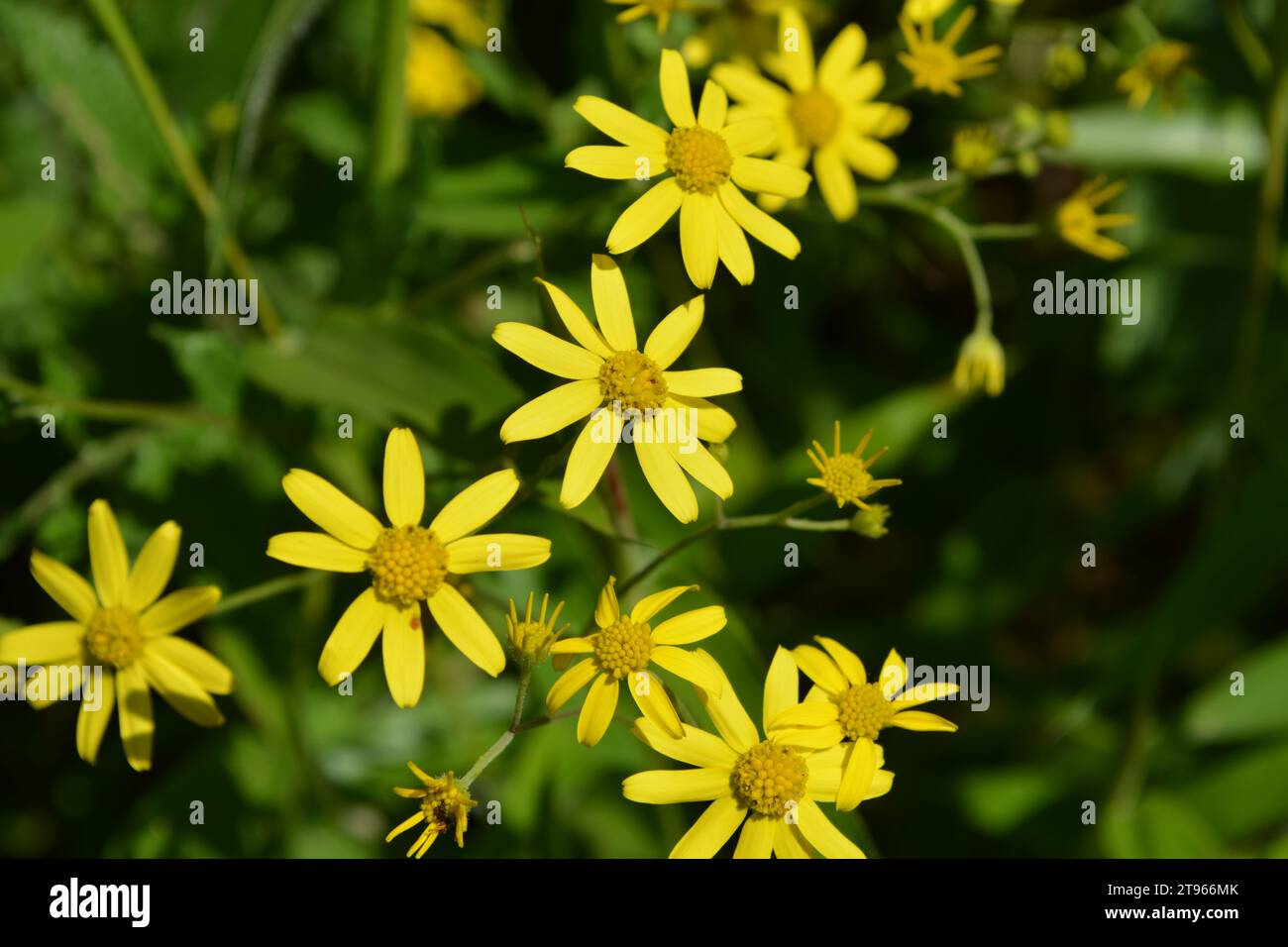 Beautiful Flowers of Kaas Platue, Satara, India Stock Photo - Alamy
