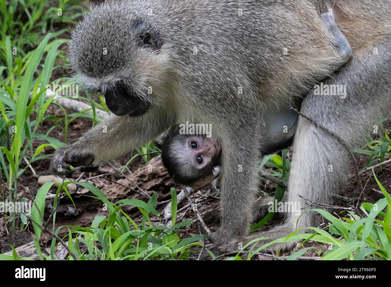 Southern vervet monkey (Chlorocebus pygerythrus) female with baby ...