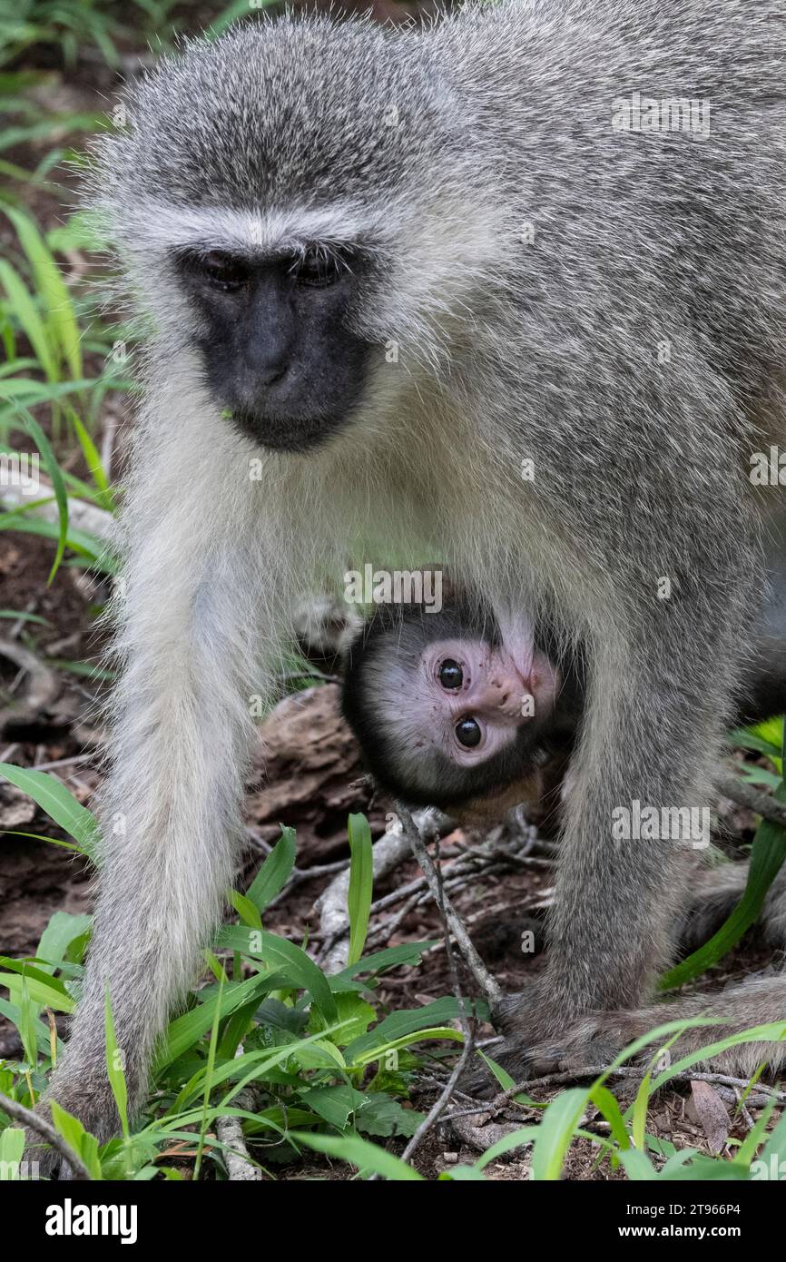 Southern vervet monkey (Chlorocebus pygerythrus) female with baby ...