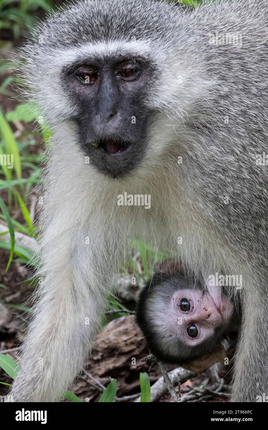 Southern vervet monkey (Chlorocebus pygerythrus) female with baby ...