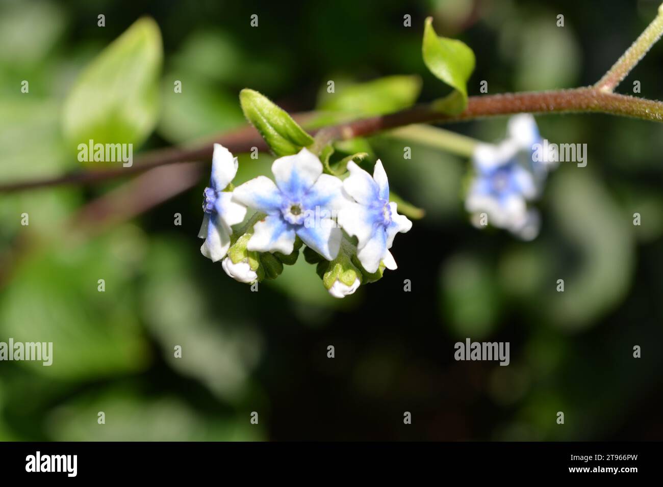 Beautiful Flowers of Kaas Platue, Satara, India Stock Photo - Alamy