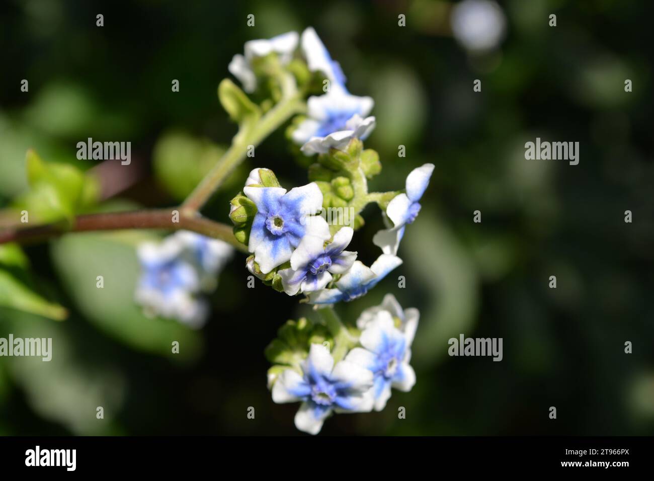 Beautiful Flowers of Kaas Platue, Satara, India Stock Photo - Alamy
