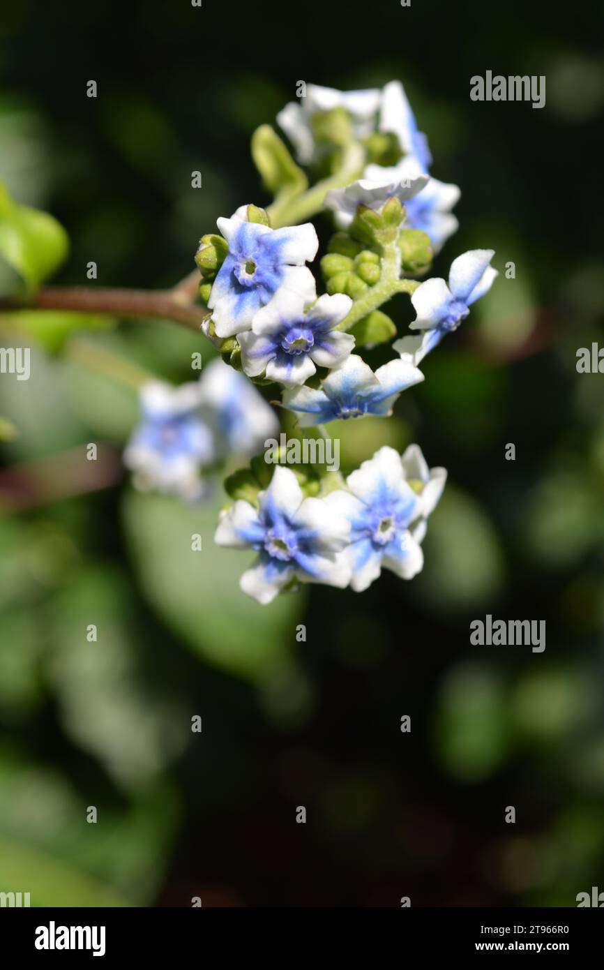 Beautiful Flowers of Kaas Platue, Satara, India Stock Photo - Alamy