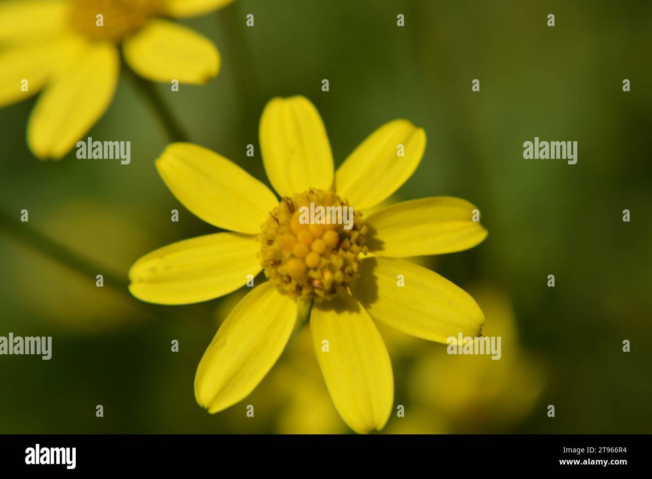 Beautiful Flowers of Kaas Platue, Satara, India Stock Photo - Alamy