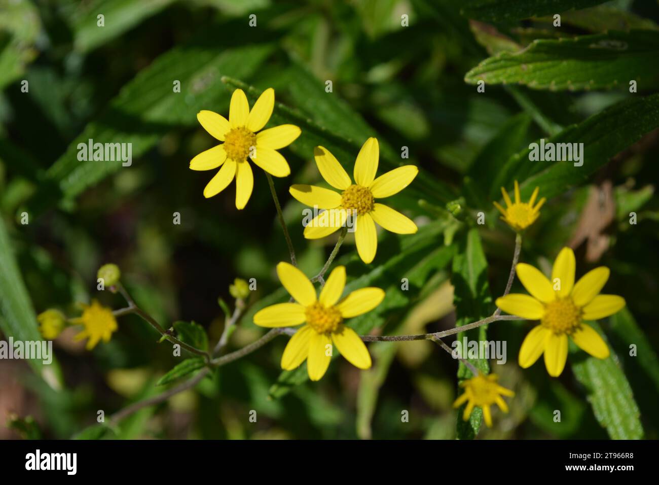 Satara, india hi-res stock photography and images - Alamy