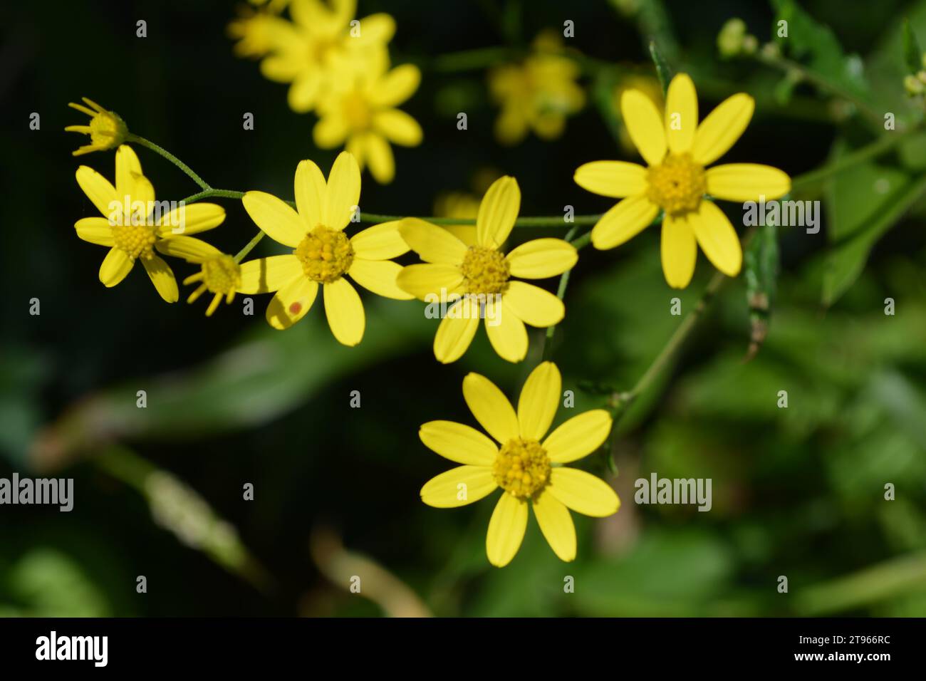 Beautiful Flowers of Kaas Platue, Satara, India Stock Photo - Alamy