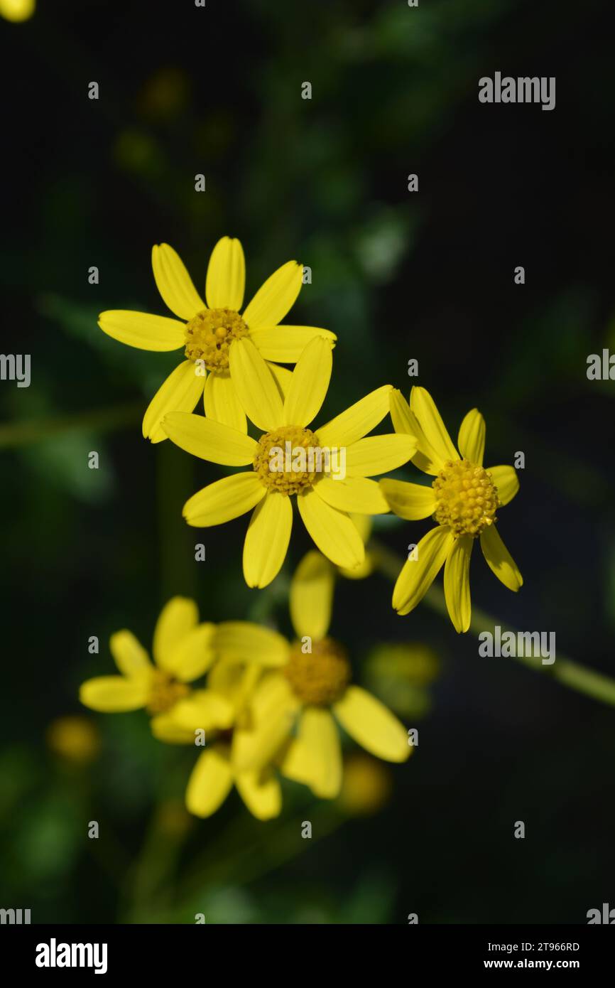 Beautiful Flowers of Kaas Platue, Satara, India Stock Photo - Alamy