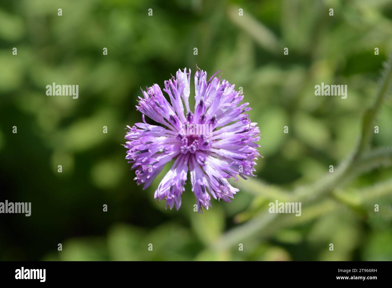 Beautiful Flowers of Kaas Platue, Satara, India Stock Photo - Alamy