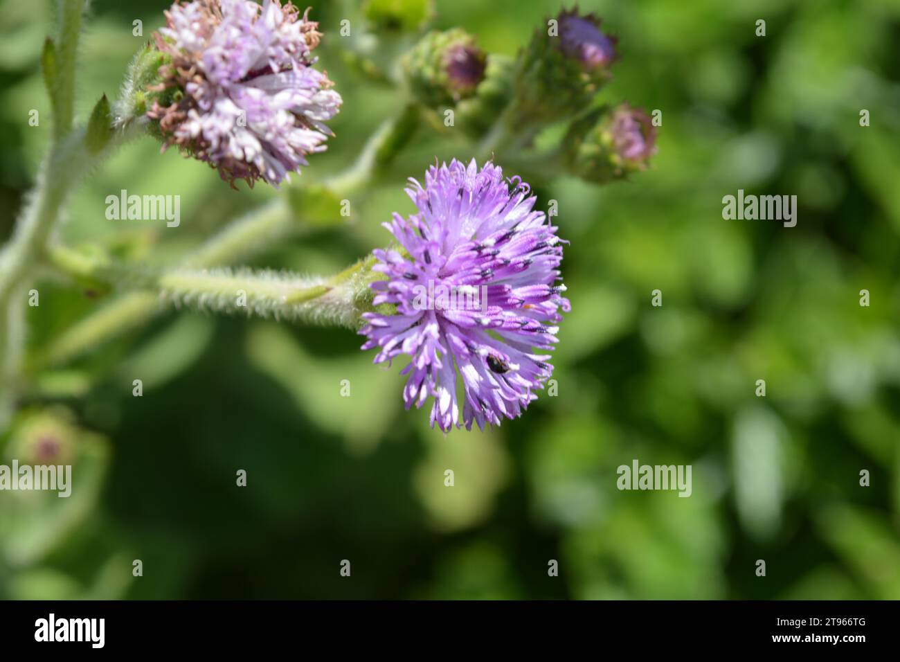 Beautiful Flowers of Kaas Platue, Satara, India Stock Photo - Alamy
