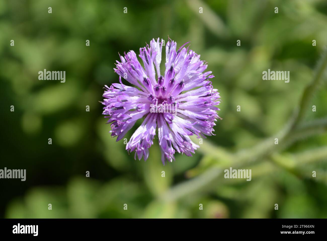 Beautiful Flowers of Kaas Platue, Satara, India Stock Photo - Alamy
